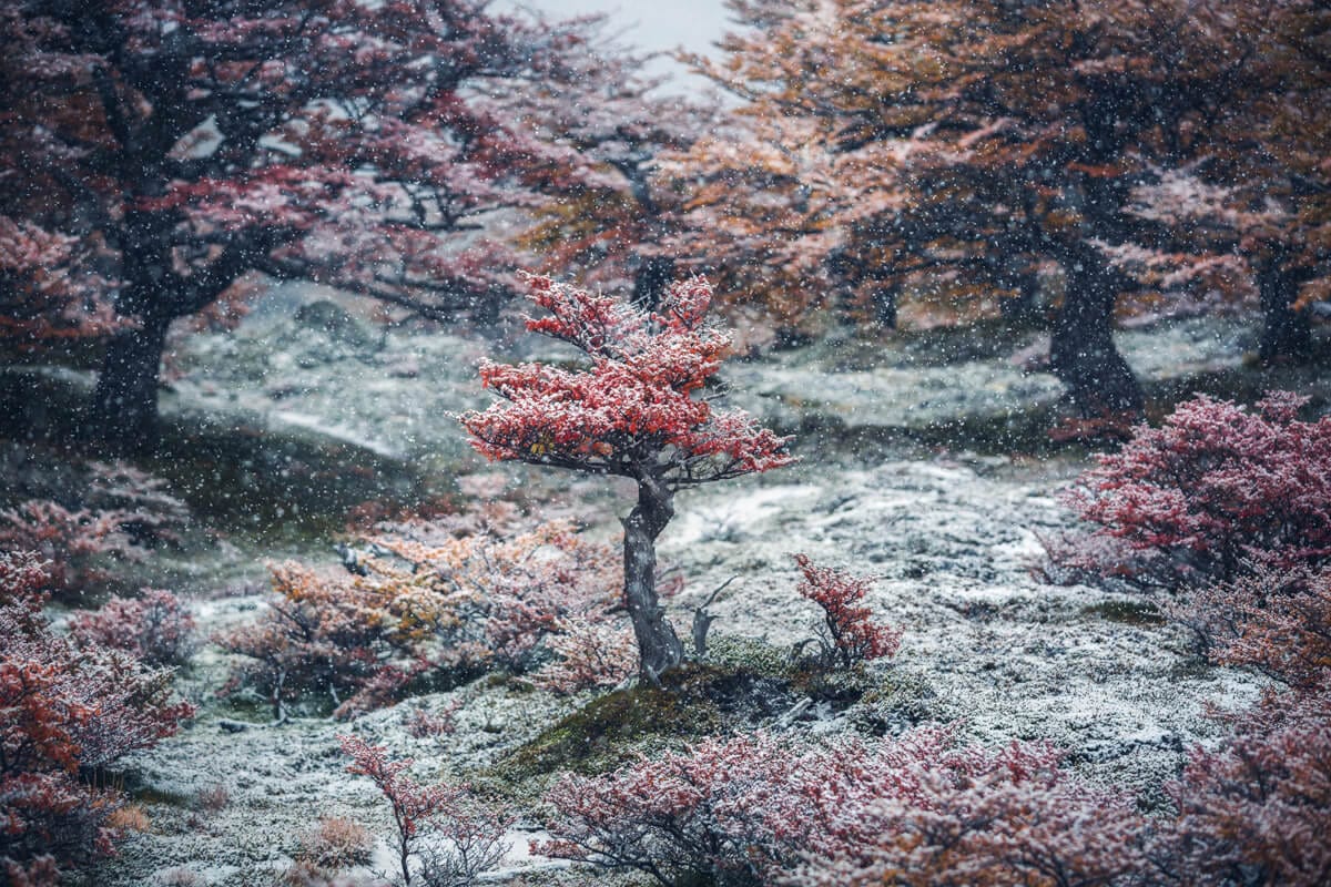 Marco Grassi : photographe d'une nature plus fantastique